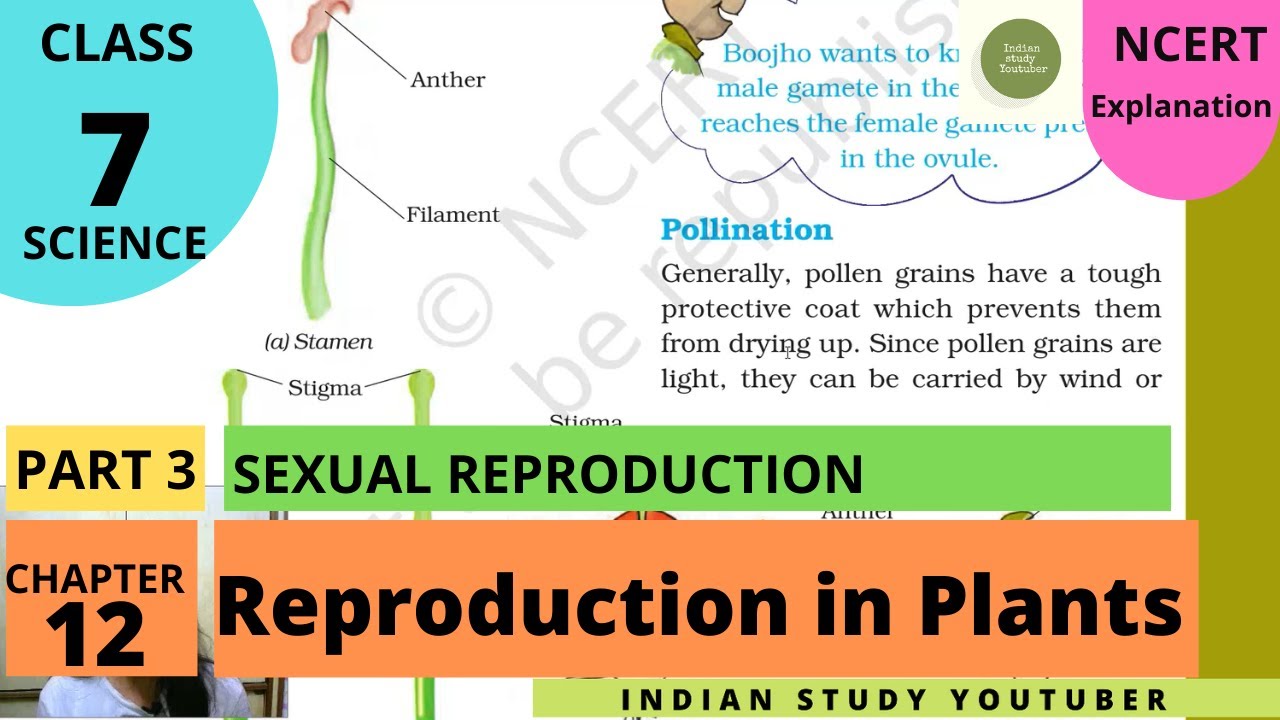 NCERT Class 7th Science Chapter 12: Reproduction in Plants ...