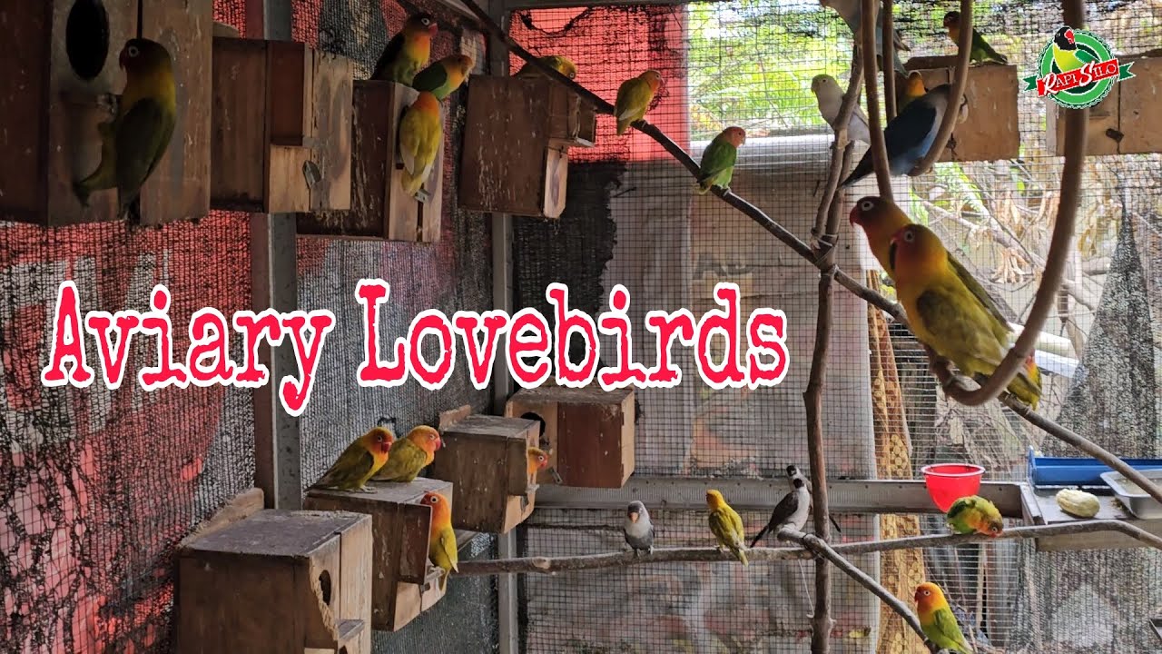 Aviary Lovebirds [28 Februari 2024] - YouTube
