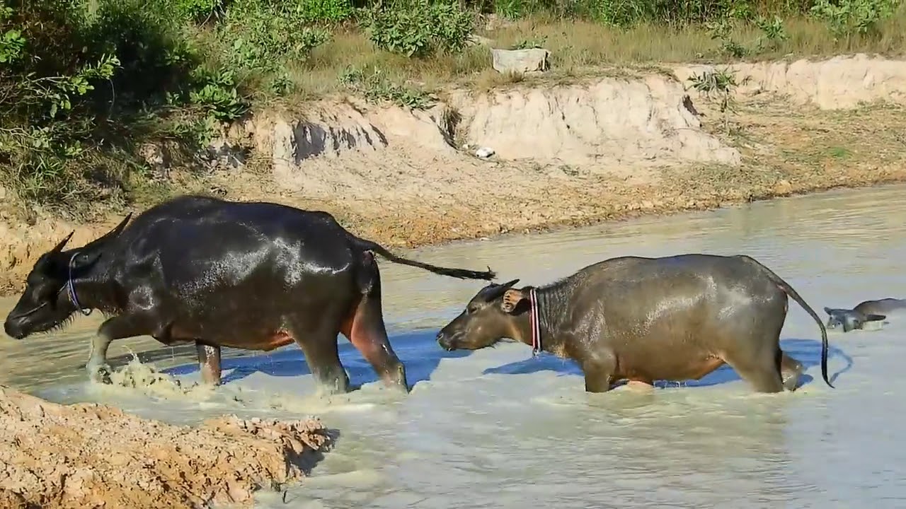 Wonderful Group Of Buffalo Swimming Water - YouTube