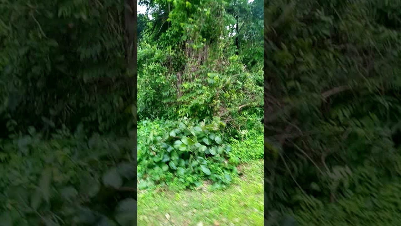 Sindewahi information - YouTube