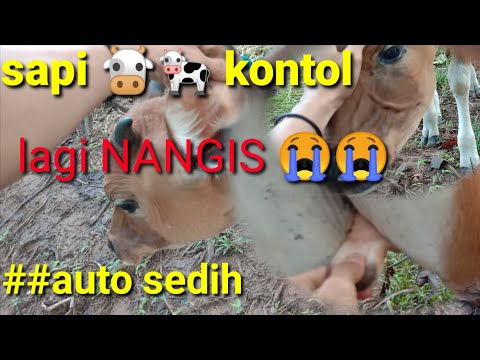 Masih pagi adiknya SAPI 🐮🐄 kontol NANGIS😭😭!!!!malah di pegang di KONTOL DIAM 😀😀😀😀#viral