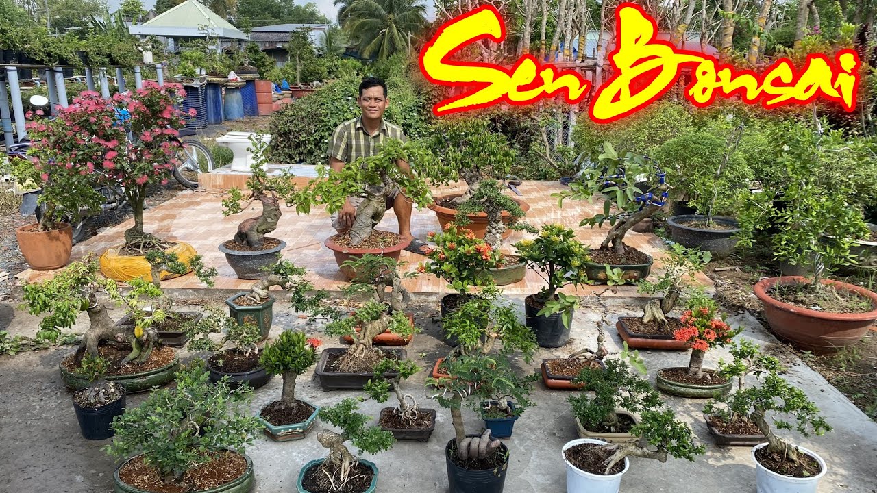 MR SEN | #0977129441 | BONSAI THẬP CẨM NHIỀU CÂY ĐẸP GIÁ DỄ CHƠI. MR ...