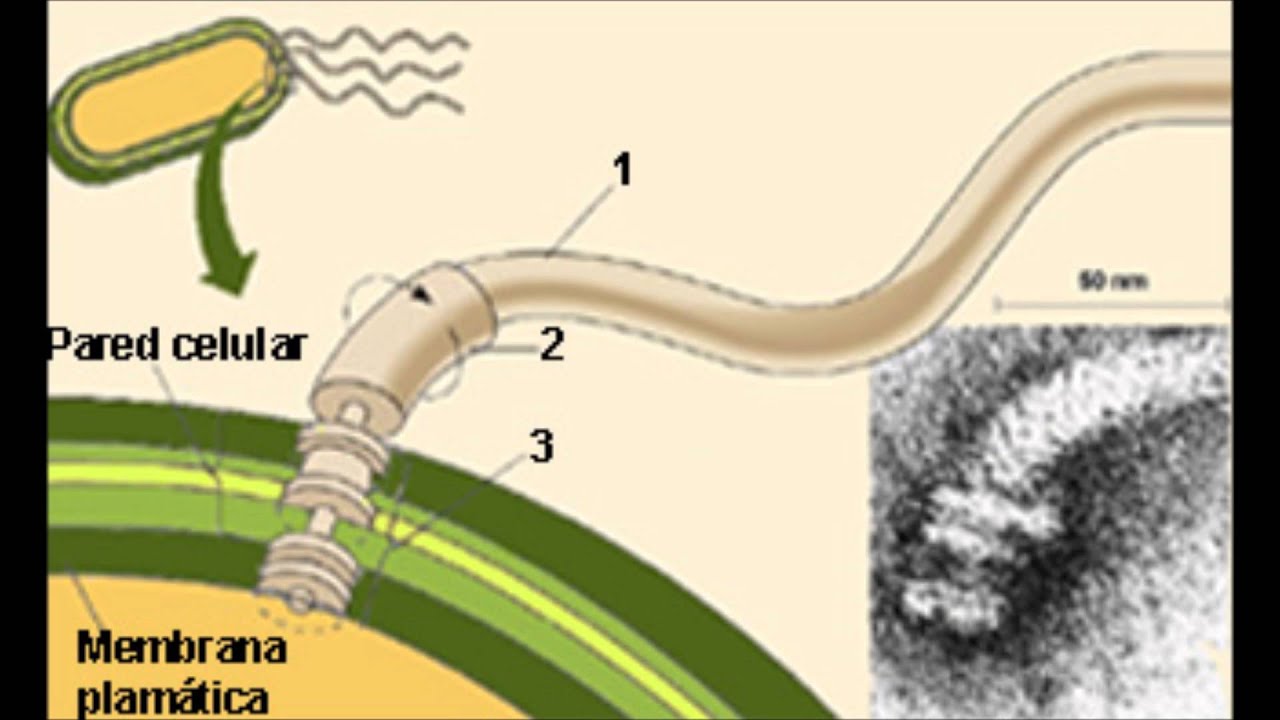 cilios y flagelos - YouTube