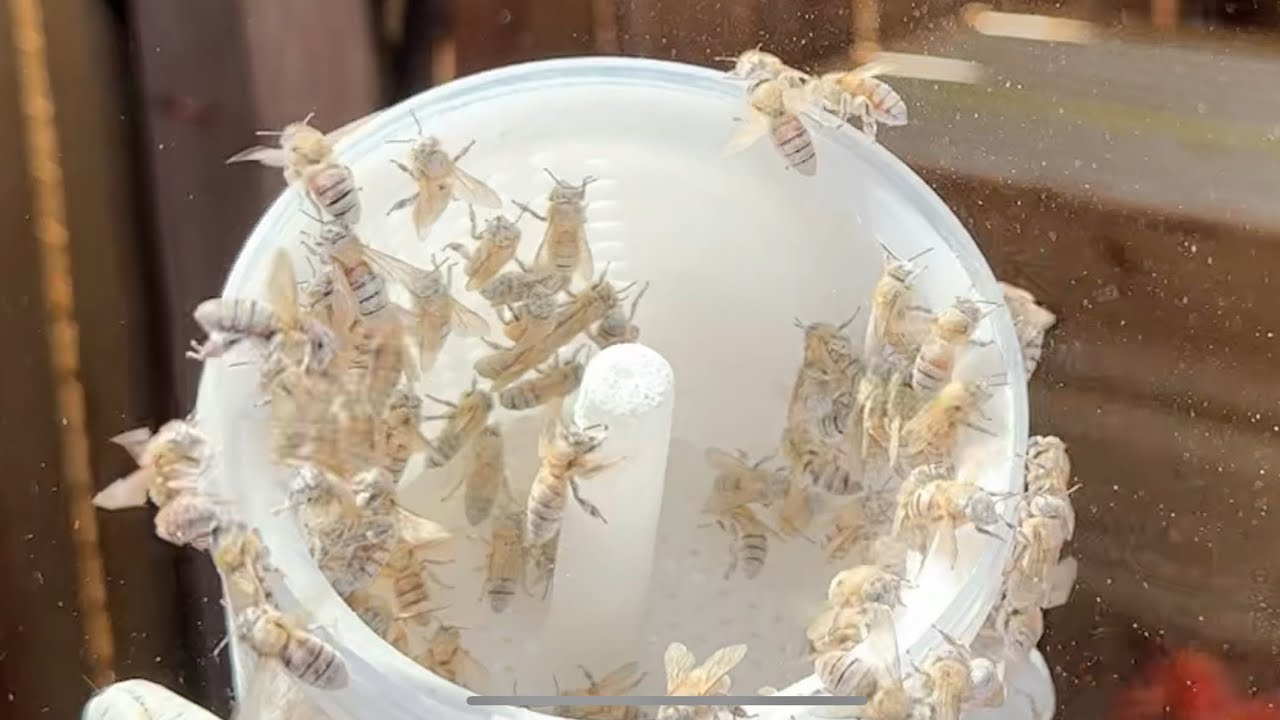 Powdered Sugar Method For Checking For Varroa Mites ~ how to start ...