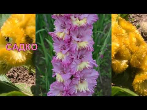 Коллекция гладиолусов семьи Кветковских ч9 (сиреневые)