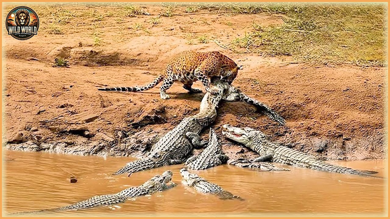 THE CROCODILE: Unbelievable Attacks Caught on Camera! | Animal Documentary - YouTube