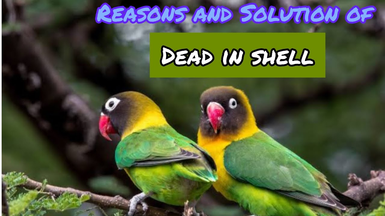 Solution of Dead in Shell | How to stop dead in shell in Lovebirds ...