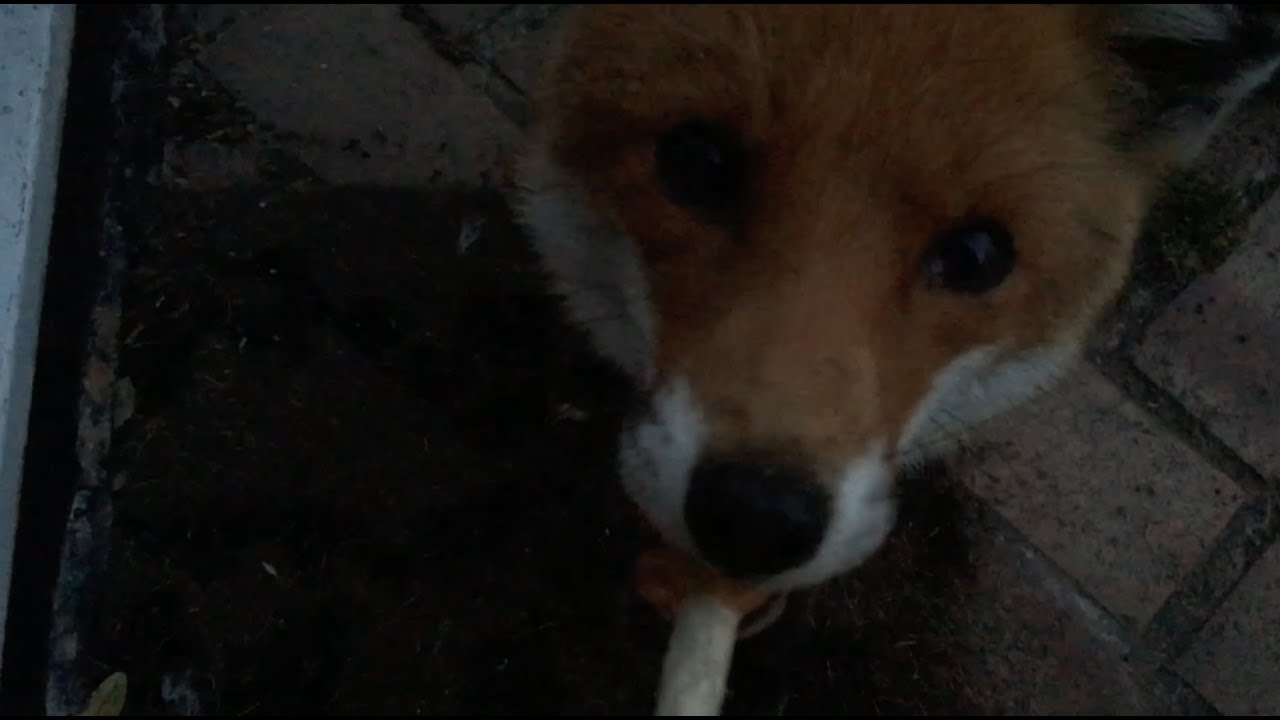 Making Friends With A Fox - YouTube