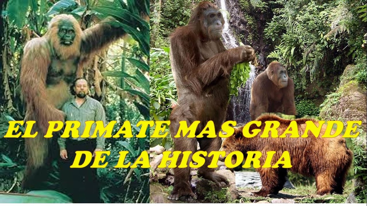 El Primate mas Grande de la Historia - YouTube