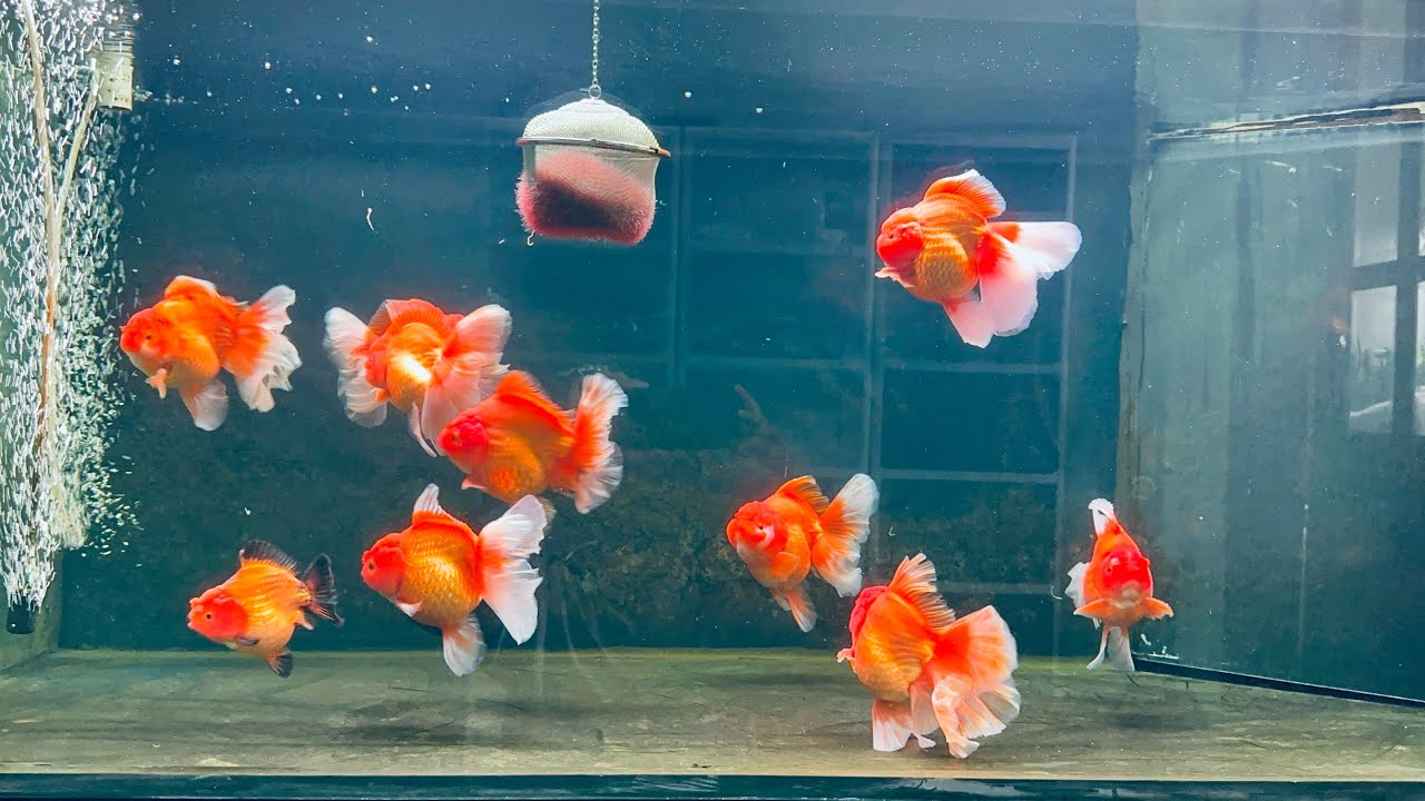 Oranda đuôi lụa size 4-4.5n chơi tết - YouTube