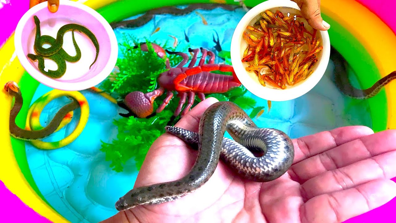 Wow! Catching cute colors Molly Fish, Half moon Betta, Water snakes ...