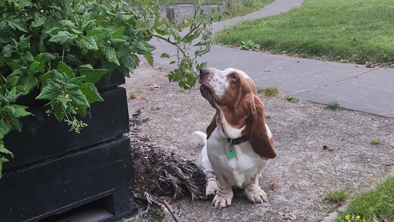 Basset hounds are lead by their noses - YouTube
