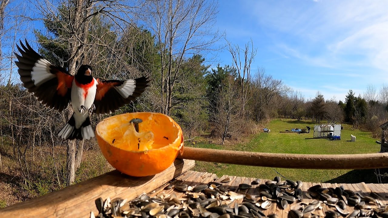 birds - YouTube