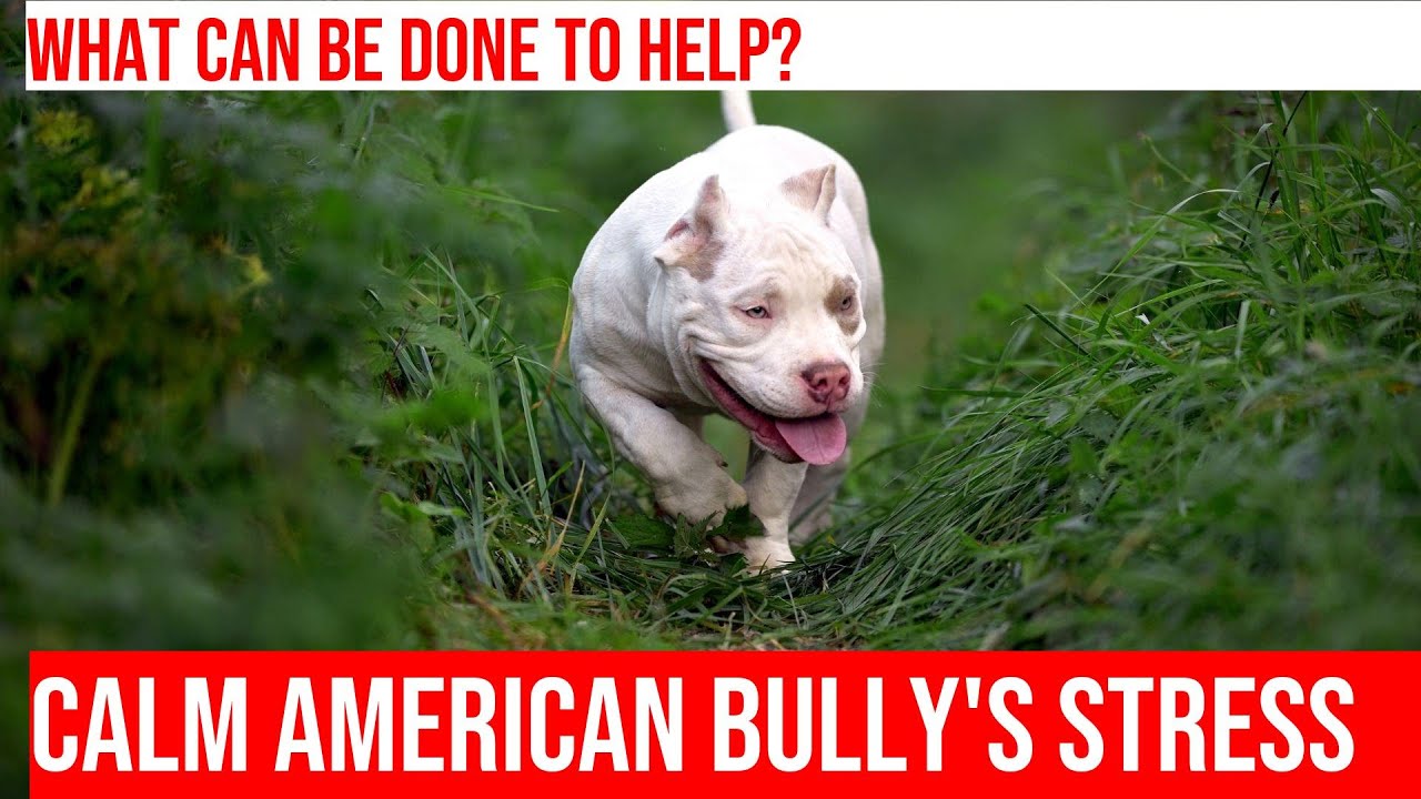 Calming an American Bully's Fear of Fireworks & Other Loud Events - YouTube