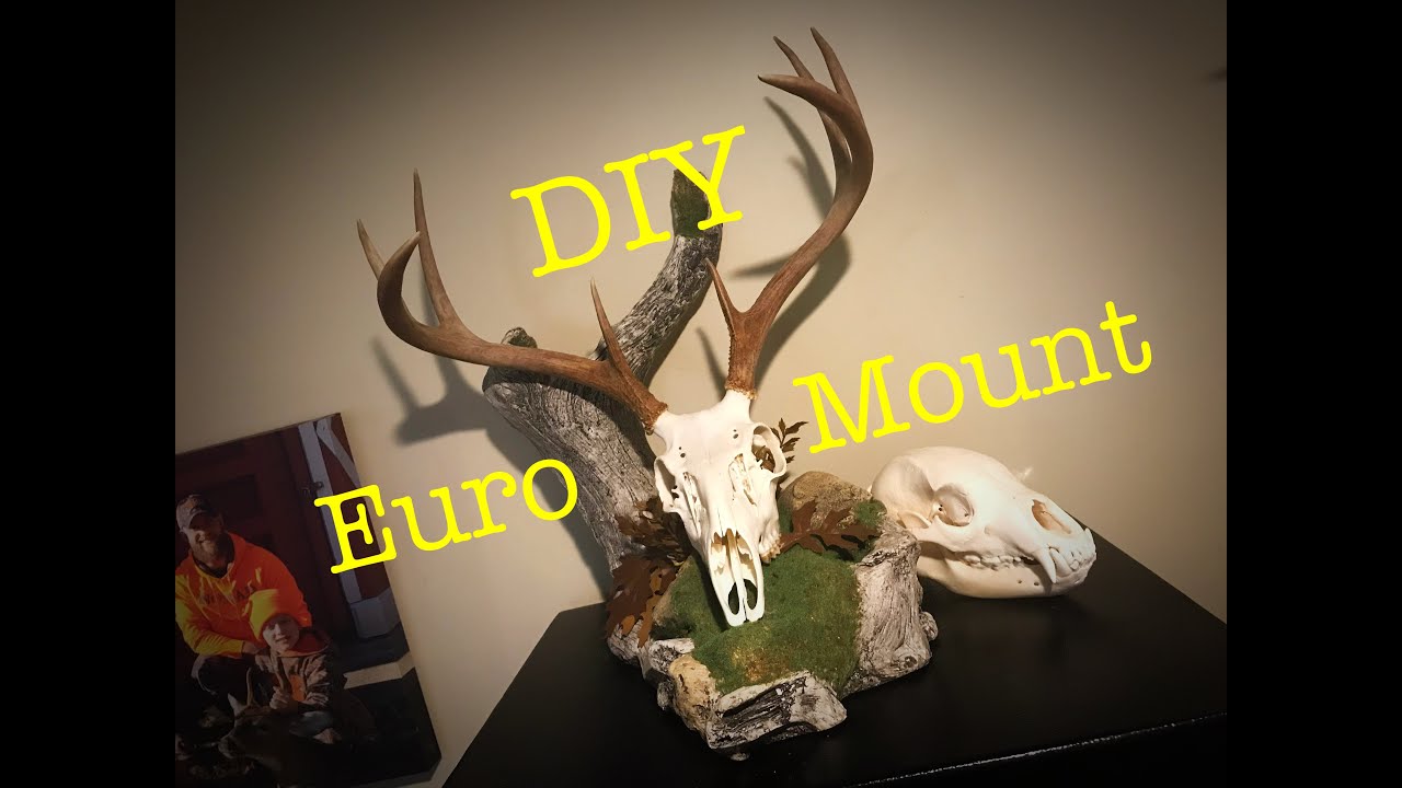 EASY DIY European Mount - Best skull cleaning method I've used! - YouTube