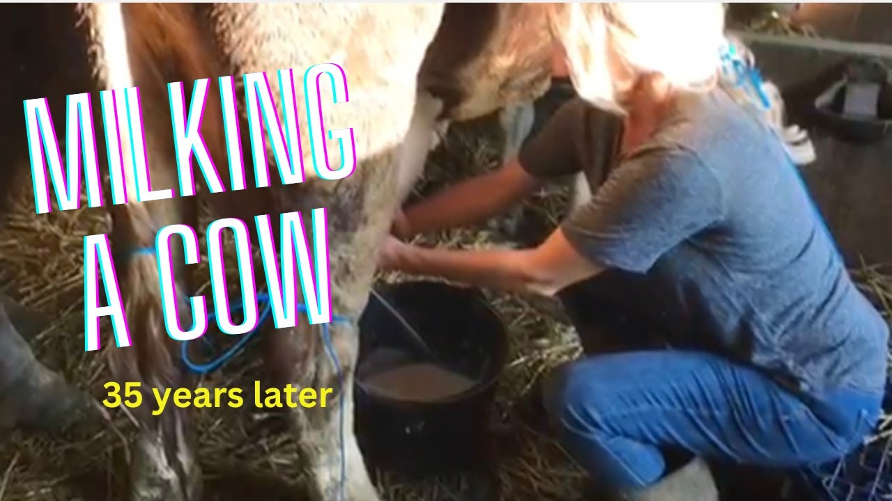 MILKING A COW AGAIN AFTER 35 YEARS - YouTube