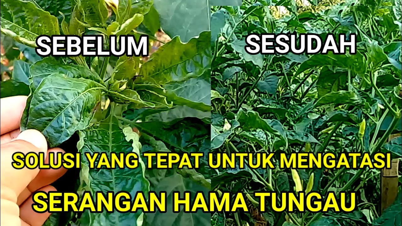 CARA YANG AMPUH MEMBASMI SERANGAN HAMA TUNGAU PADA TANAMAN CABE ...