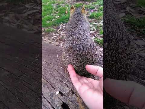 How To Treat Squirrels For Fleas Mites Lice