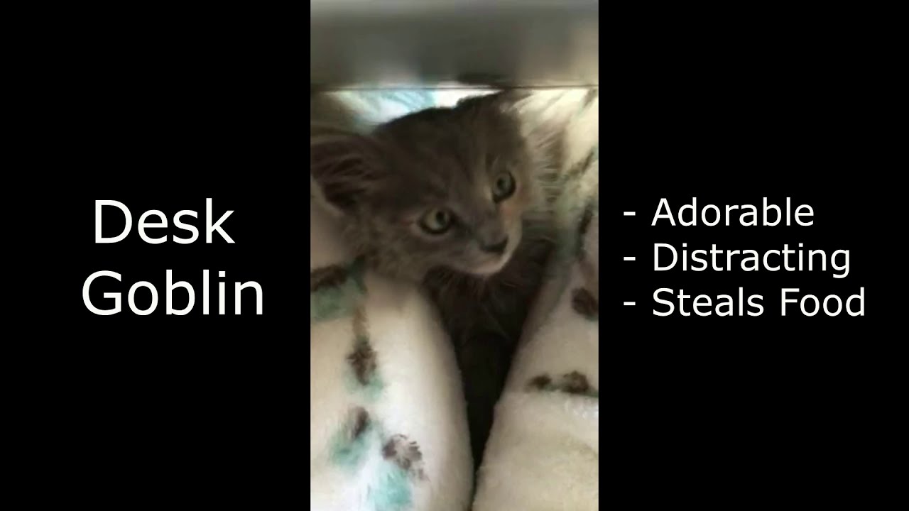 Fluffy Desk Goblin - YouTube