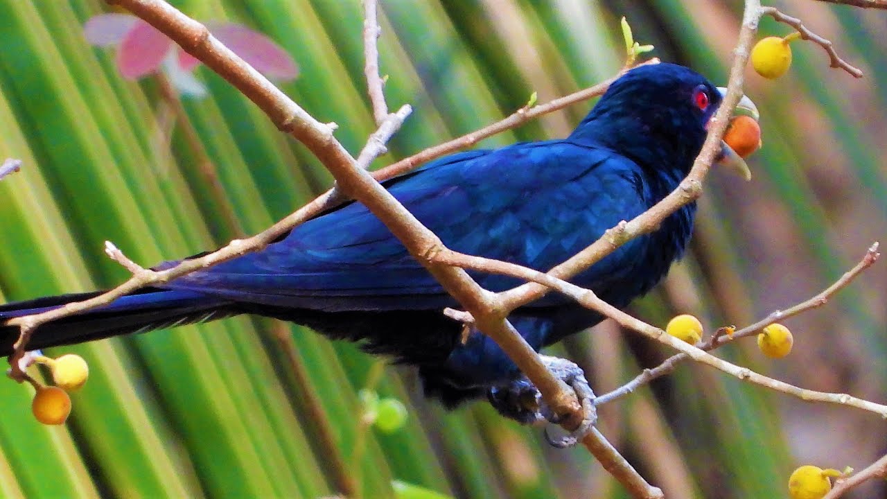 What This Koel Bird Does When It Encounters Delicious Berries! /koel ...