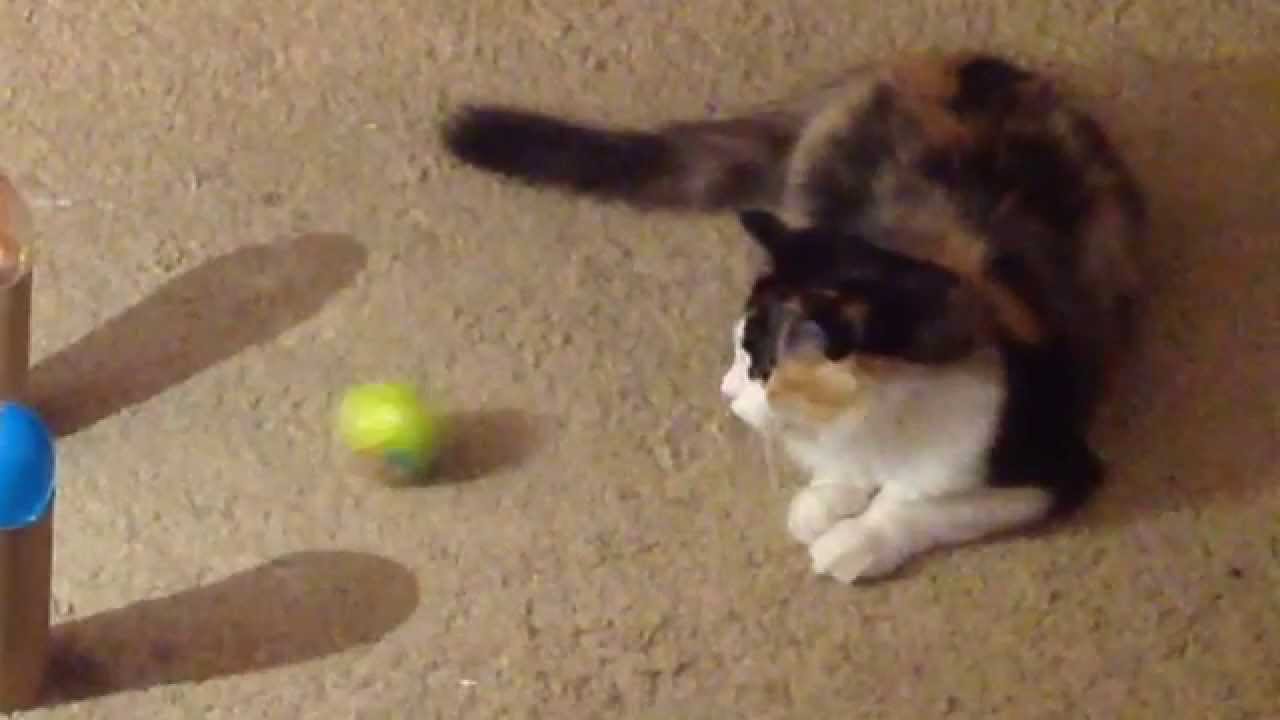 Kichi, the Telekinetic Cat - YouTube
