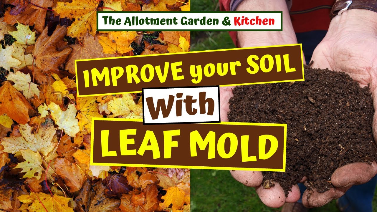 Improve your Soil at NO COST! - How Leaf Mold can Transform your ...