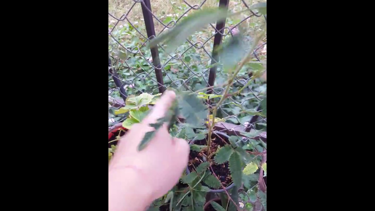 The Flower Mimosa Pudica - Lule 'mos me prek' - YouTube