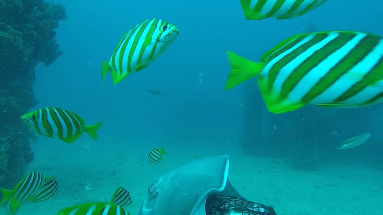Reef Vision - Dunsborough Artificial Reef 31st Dec 2019 - YouTube