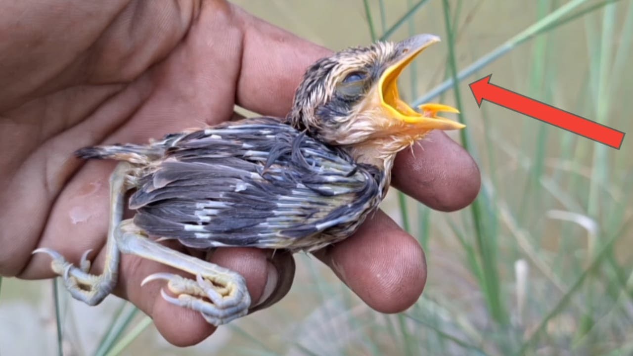 A baby bird fell into the water while learning to fly and almost died ...