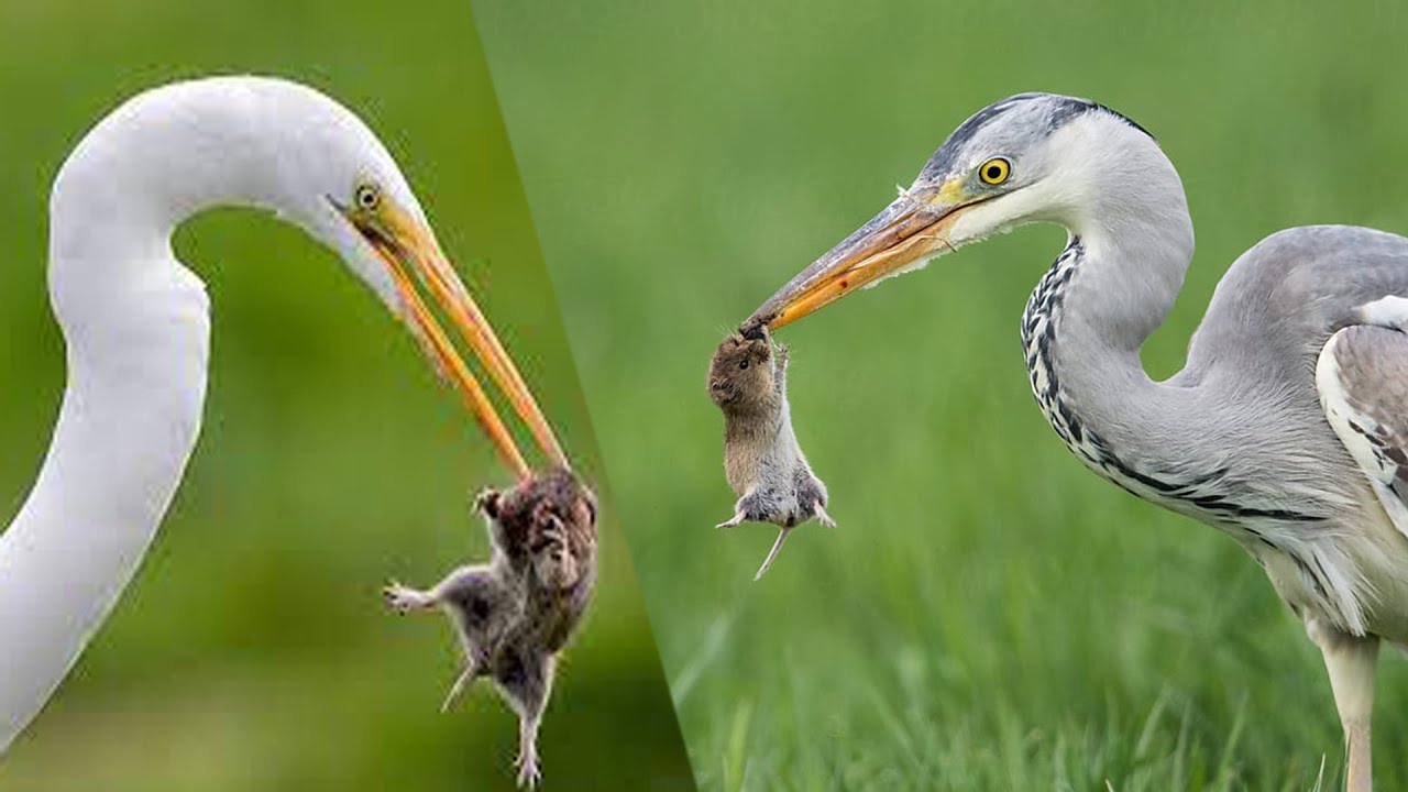EGRET - HERON Hunting Mouse - YouTube