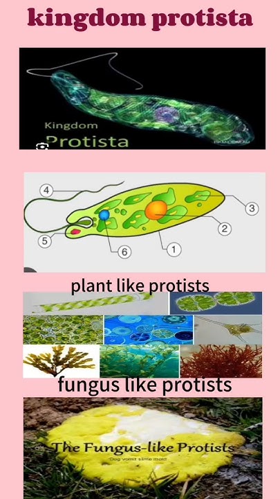 kingdom protista complete detailed video #1st year #biology - YouTube