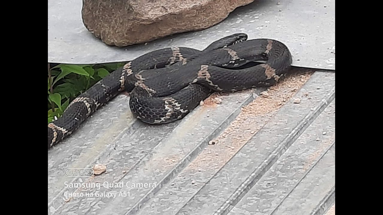 Ilonlar makoni. - YouTube