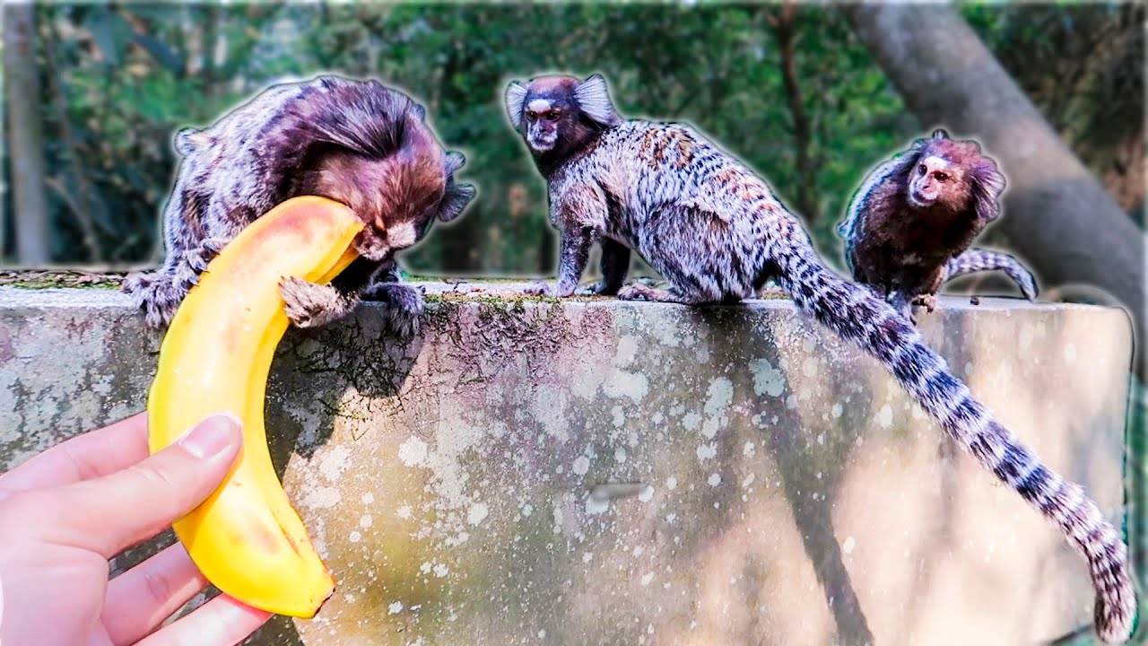 FUI CERCADO POR MACACOS NA FLORESTA E... - YouTube