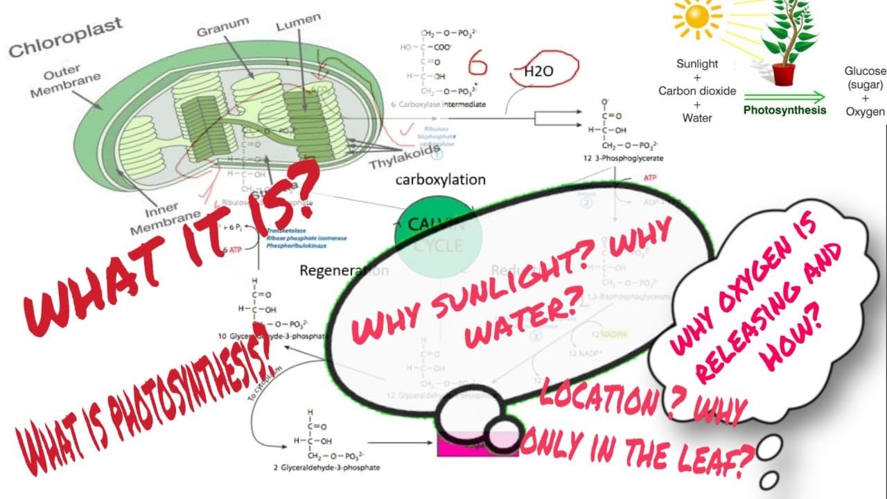 Photosynthesis: Understanding of photosynthesis process in plant with ...