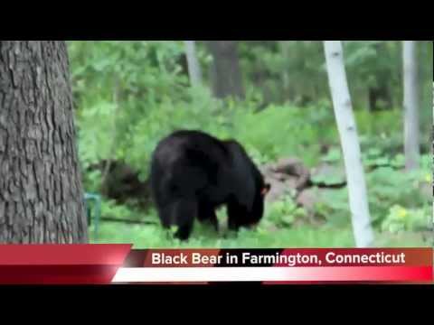Black Bear in Farmington, Connecticut - YouTube
