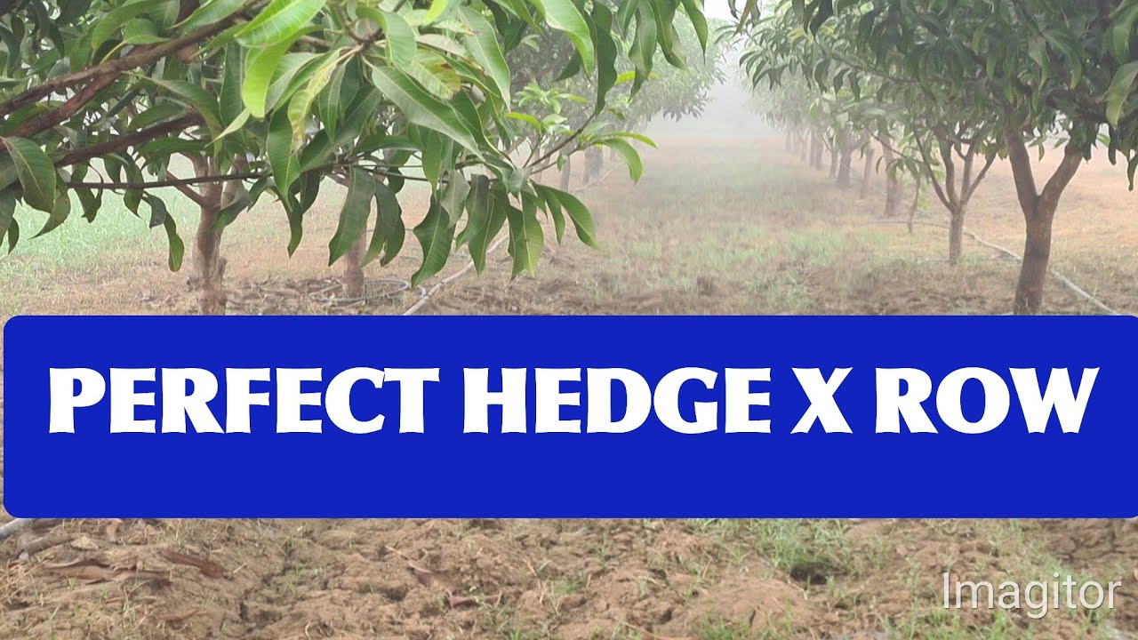 Boost Mango Yield with Hedge x Row System | Step by Step Guide | Asif ...