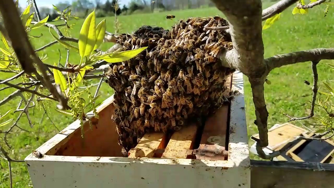Sticking my hand into a ball of bees on my 1st swarm catch - YouTube