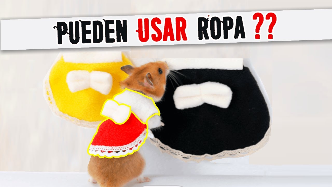 🐹 Puedo PONERLE ROPA a mi HAMSTER - YouTube