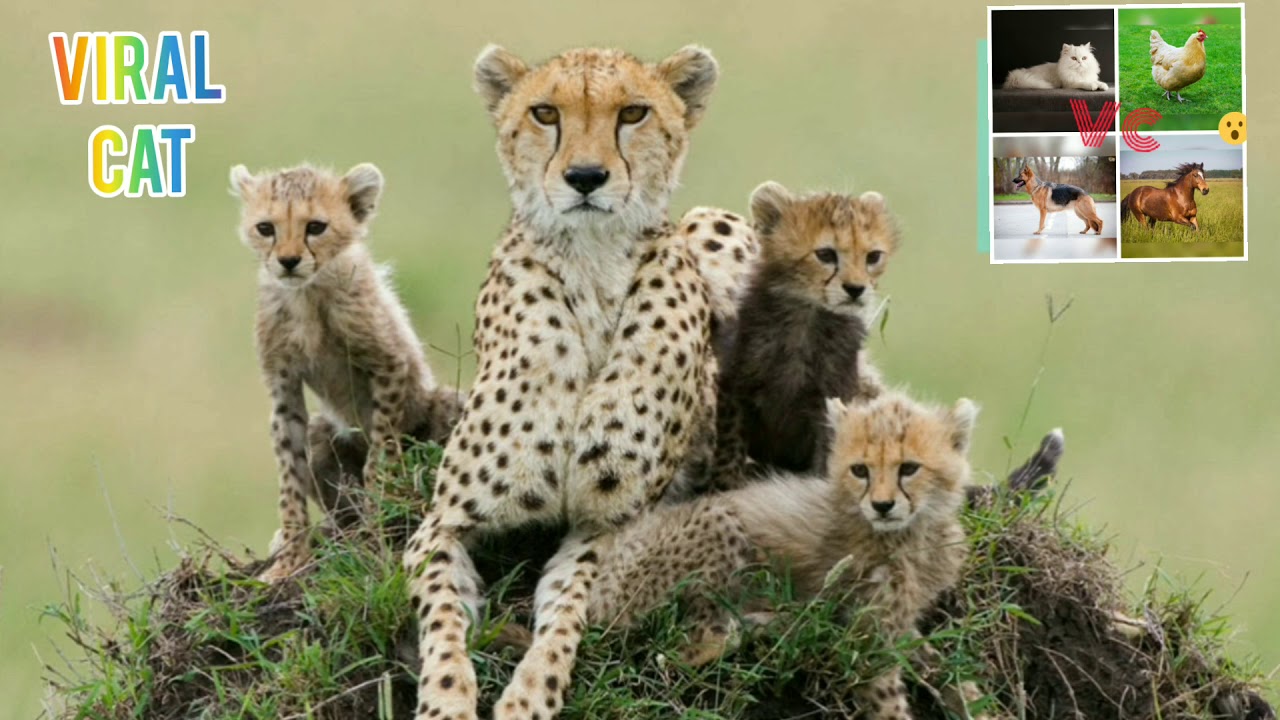Top 10 Powerful Big Cats In The World YouTube top-10-powerful-big-cats-in-the-world-youtube