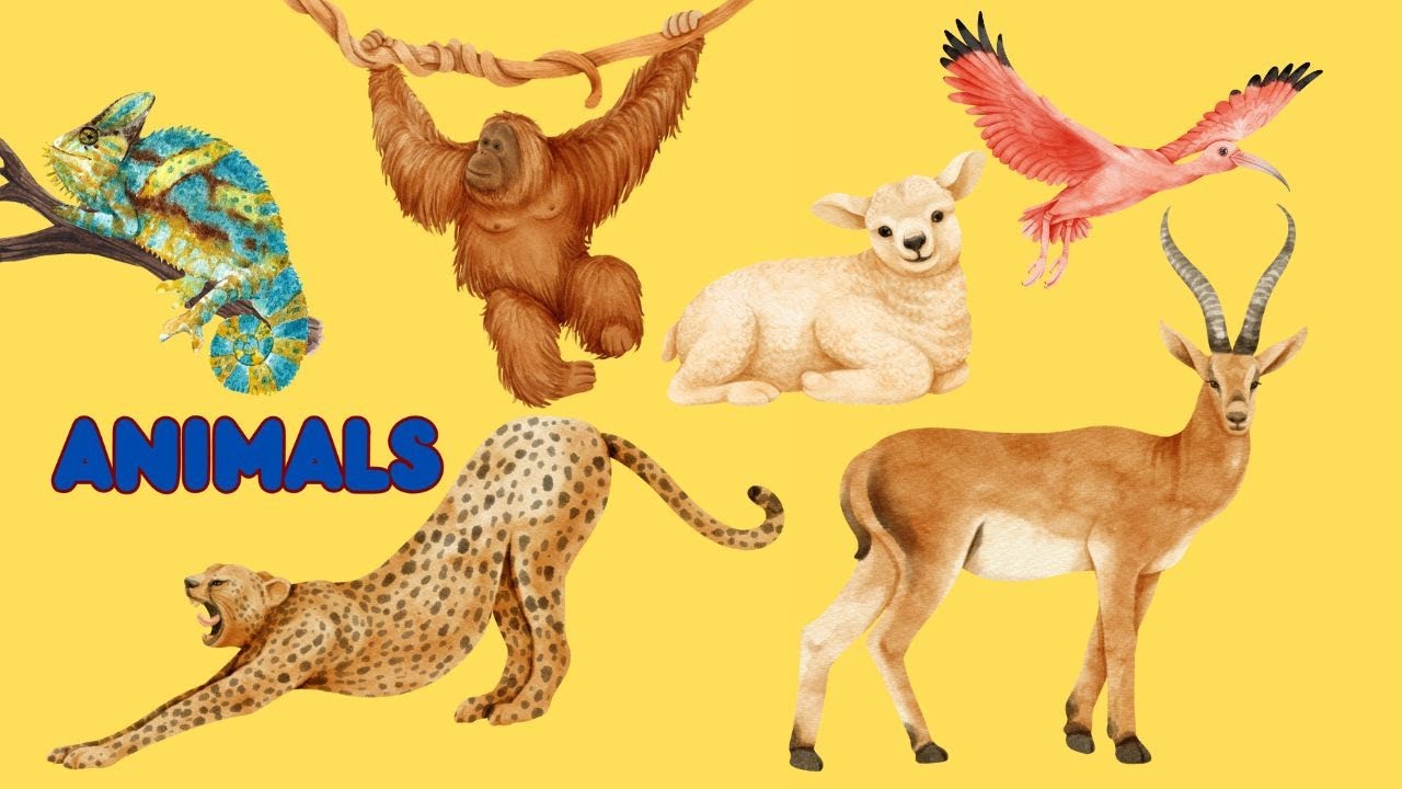 The Wonderful World of Animals (#youtubekids #earlylearners #animals # ...