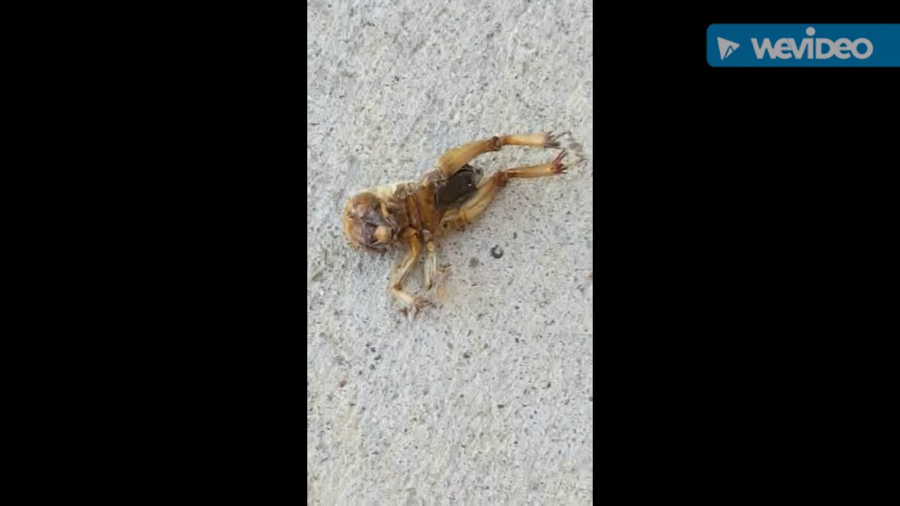 Mysterious Creature Dead in my Garage (Alien) - YouTube