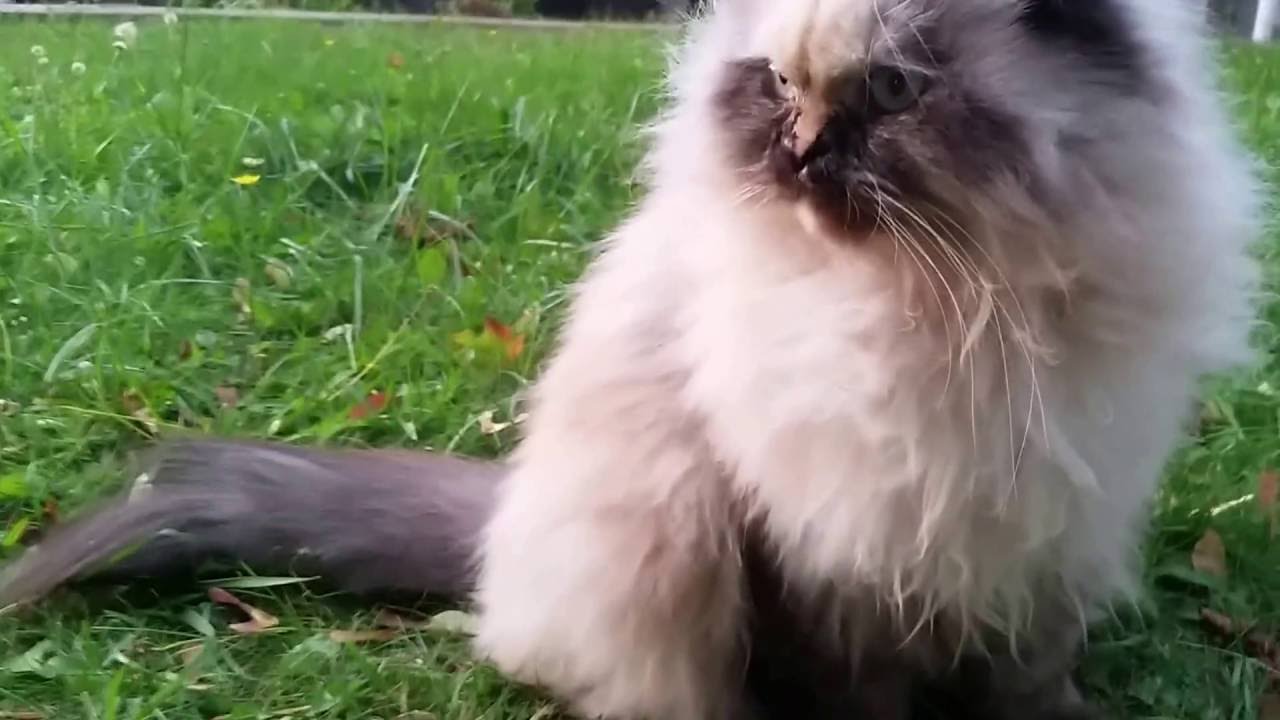 Cutest Himalayan cat - YouTube