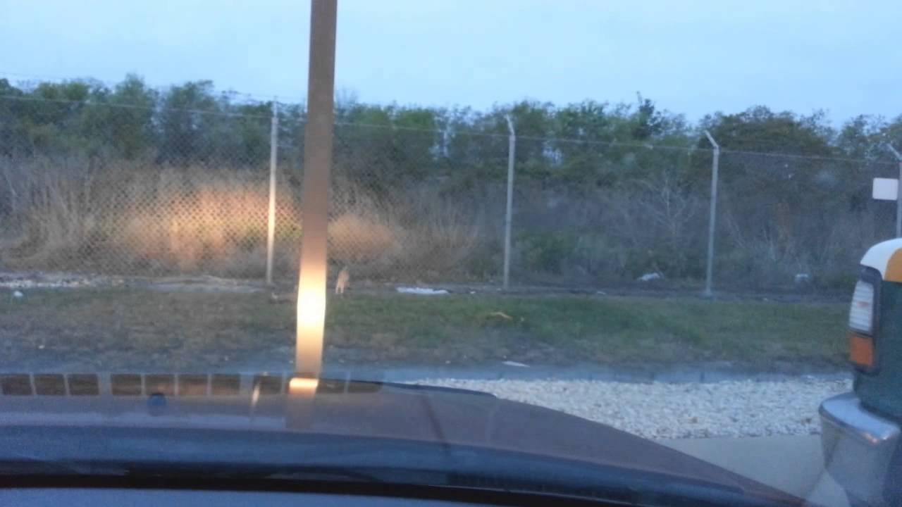 Quazy Wabbits - YouTube