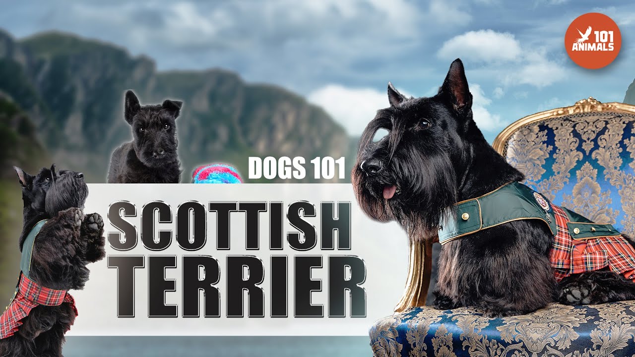 Explore the Fascinating World of SCOTTISH TERRIER Dogs - 101 to This Iconic Breed - YouTube