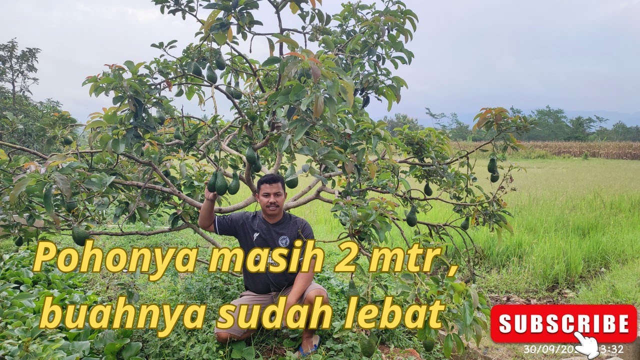 POHON ALPUKAT PLUWANG BERBUAH LEBAT DI DATARAN RENDAH - YouTube