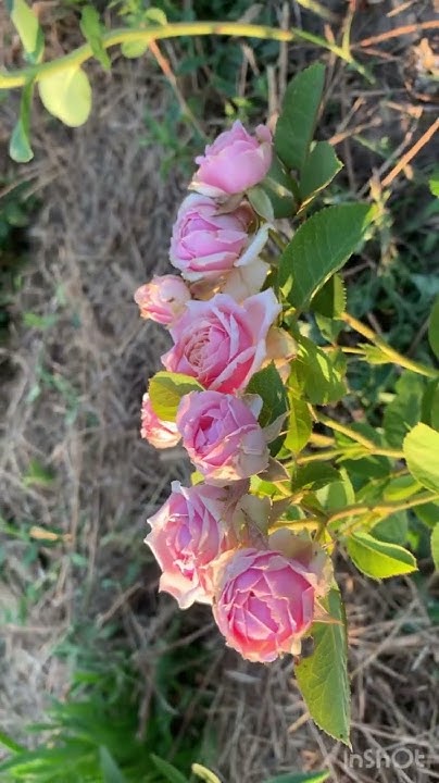 Роза спрей Эден романтика 1-й год посадки: от черенка до сентября #rose ...