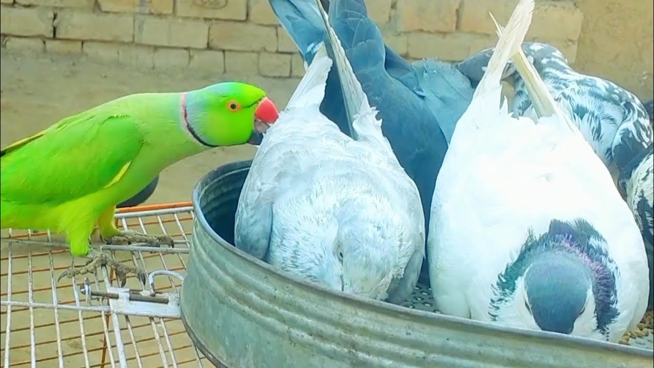 wow parrot Or pigeon Ki videos Pakistani Parrot video - YouTube