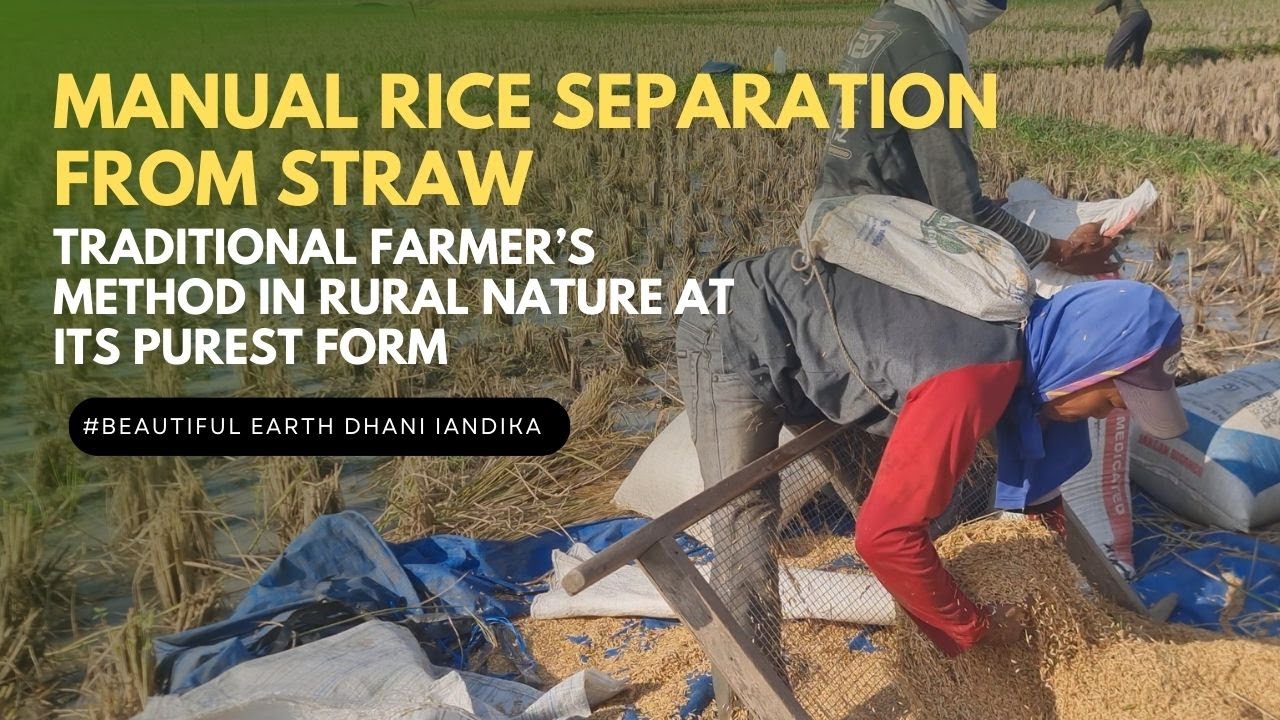 Manual Rice Separation from Straw – Traditional Farmer’s Method in ...