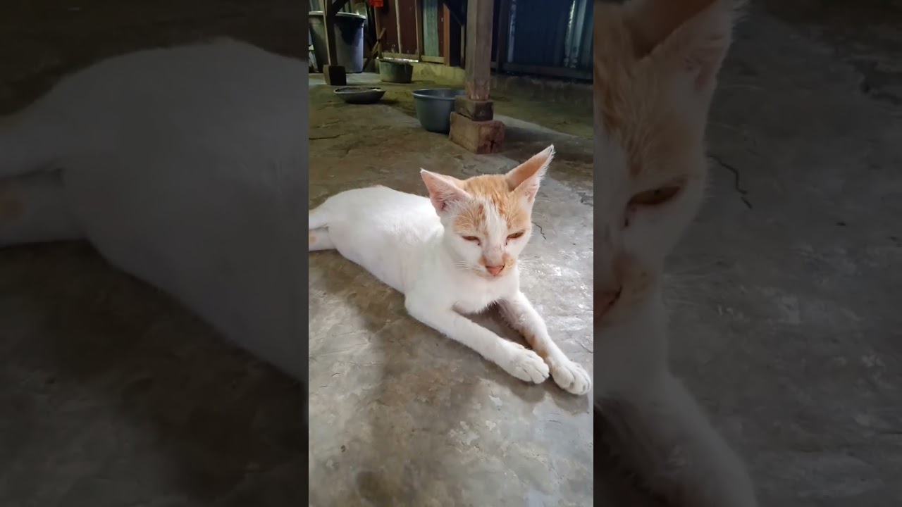 kucing model #fypシ - YouTube