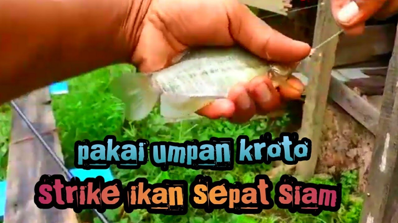 strike sepat siam umpan kroto - YouTube